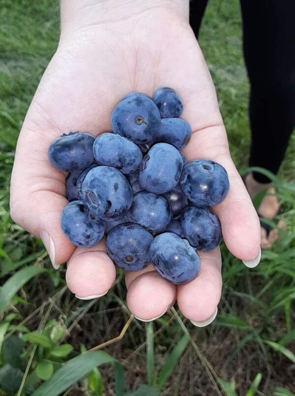 Blueberry Haven- Top Pick-Your-Own Blueberry Farm Northeast WI