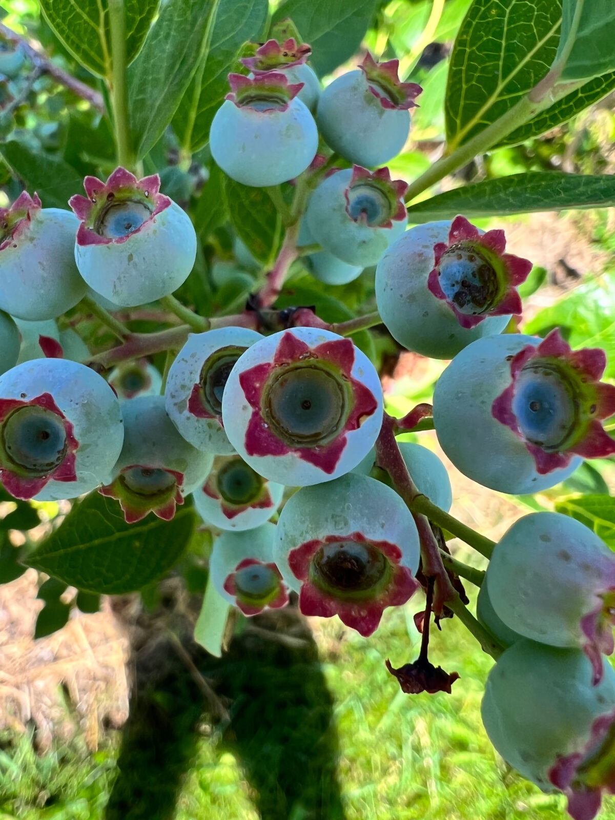 About Blueberry Haven, Best Blueberry Farm in Wisconsin