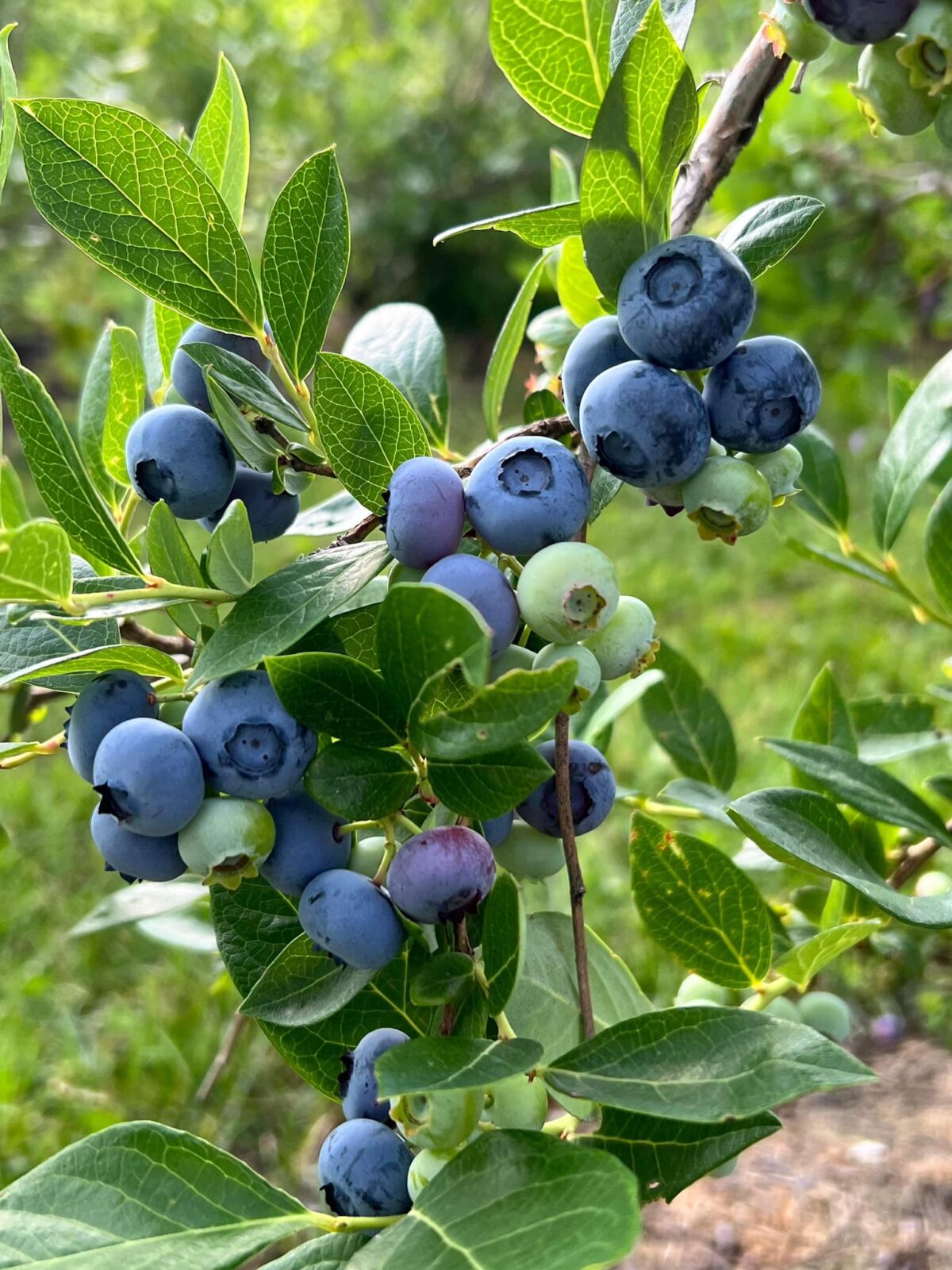 About Blueberry Haven, Best Blueberry Farm in Wisconsin