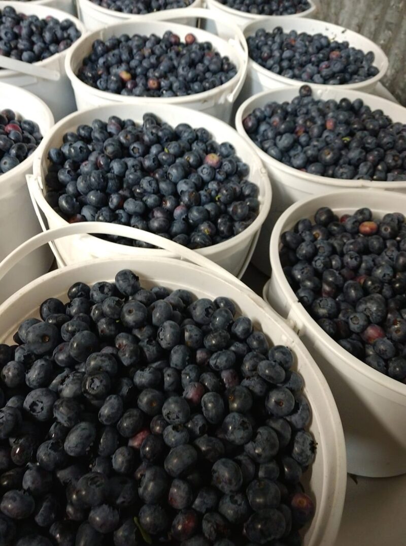About Blueberry Haven, Best Blueberry Farm in Wisconsin