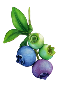 Blueberry Haven- Top Pick-Your-Own Blueberry Farm Northeast WI