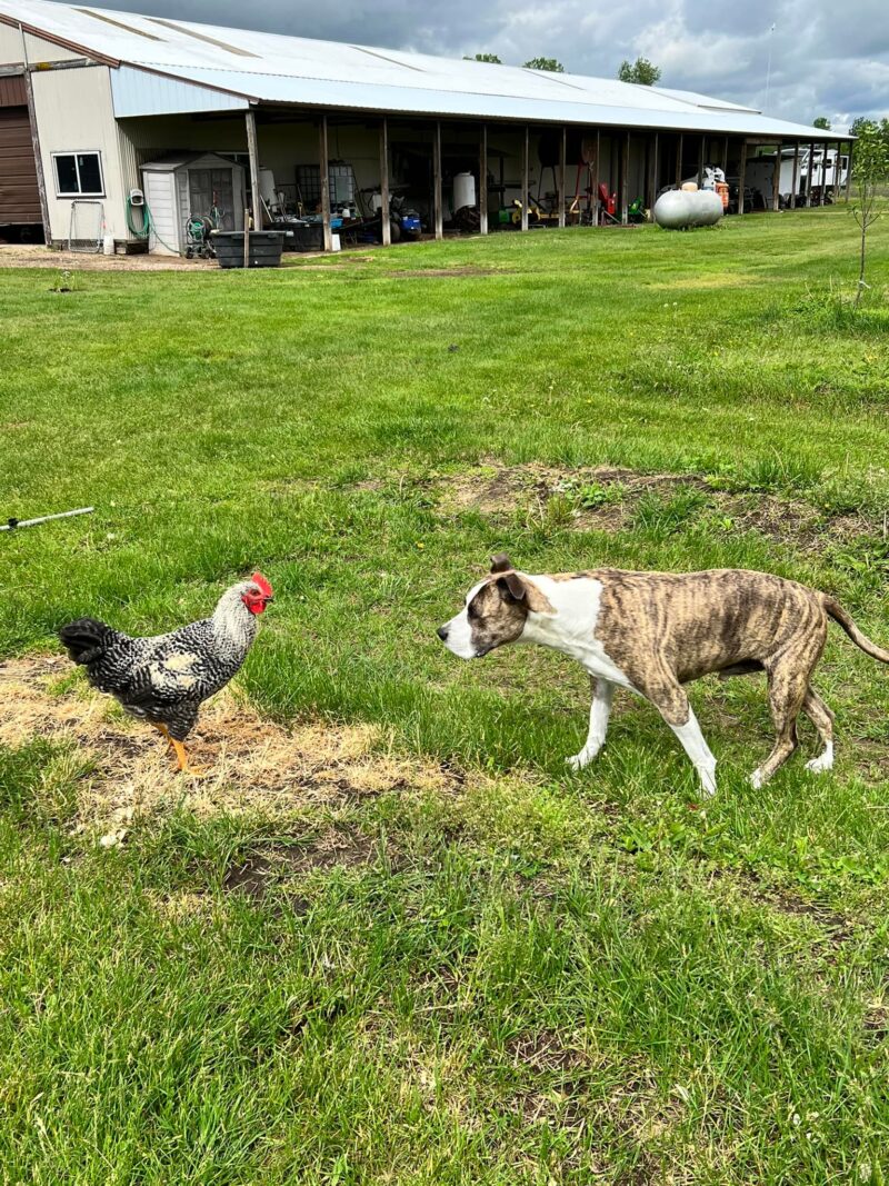 About Blueberry Haven, Best Blueberry Farm in Wisconsin