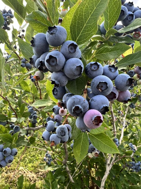 Blueberry Haven- Top Pick-Your-Own Blueberry Farm Northeast WI