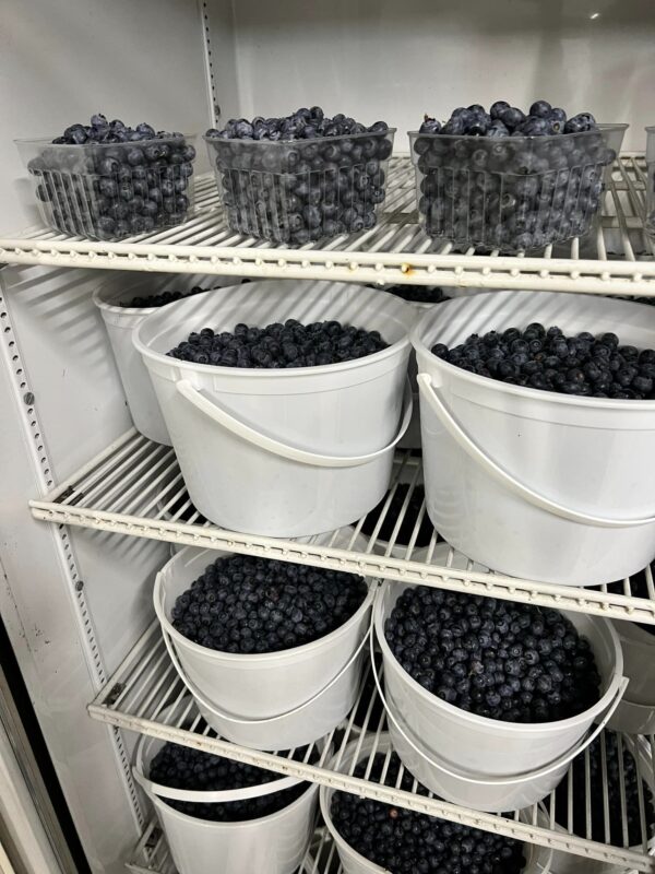 Blueberry Haven- Top Pick-Your-Own Blueberry Farm Northeast WI