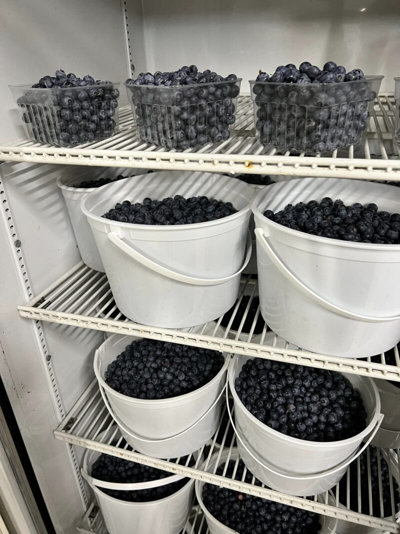 Blueberry Haven- Top Pick-Your-Own Blueberry Farm Northeast WI