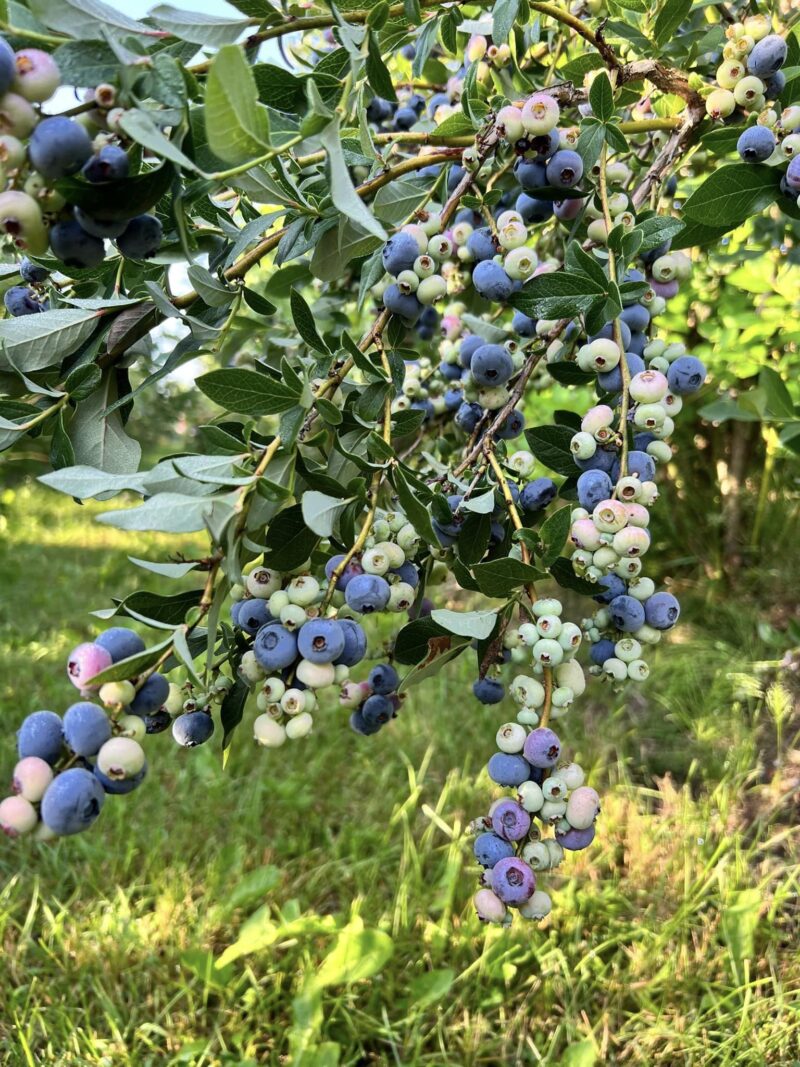 Blueberry Haven- Top Pick-Your-Own Blueberry Farm Northeast WI