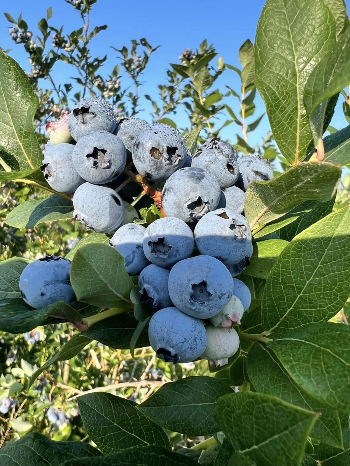 Blueberry Haven- Top Pick-Your-Own Blueberry Farm Northeast WI