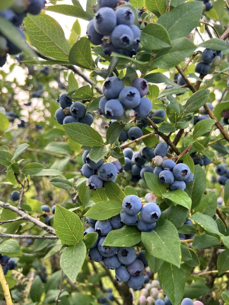 Blueberry Haven- Top Pick-Your-Own Blueberry Farm Northeast WI