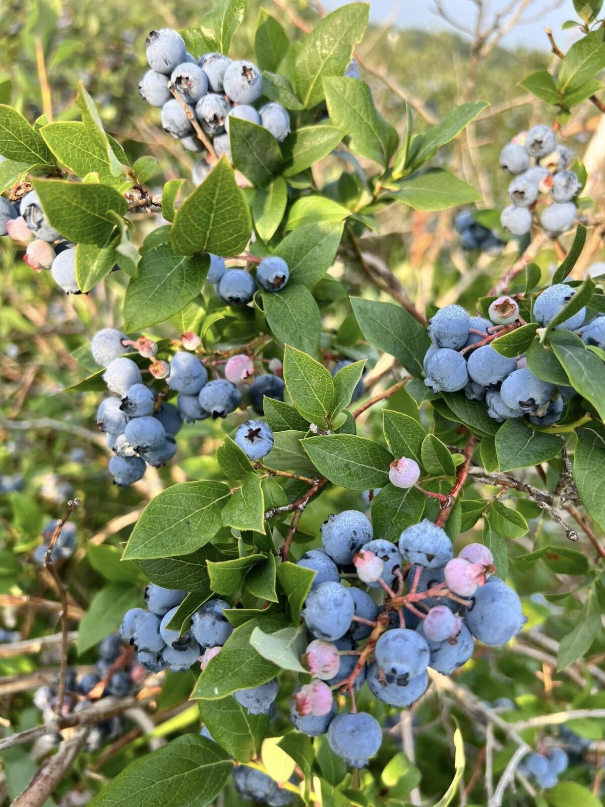 Blueberry Haven- Top Pick-Your-Own Blueberry Farm Northeast WI