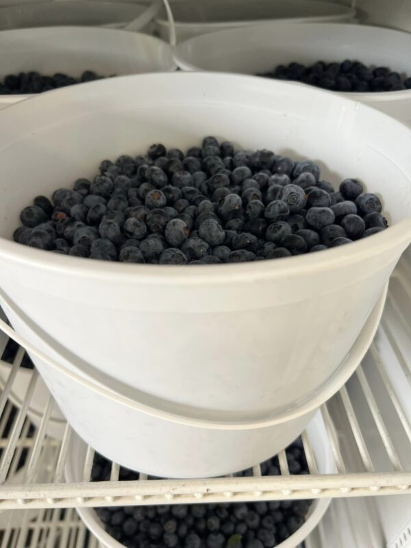 Blueberry Haven- Top Pick-Your-Own Blueberry Farm Northeast WI