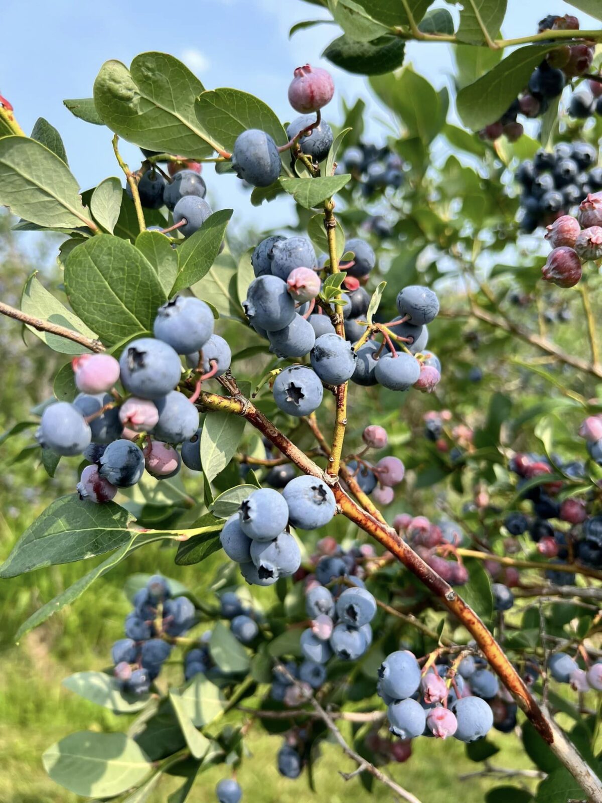 Blueberry Haven- Top Pick-Your-Own Blueberry Farm Northeast WI