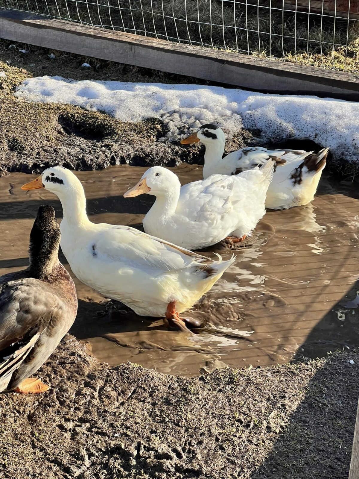 Blueberry Haven- Top Pick-Your-Own Blueberry Farm Northeast WI