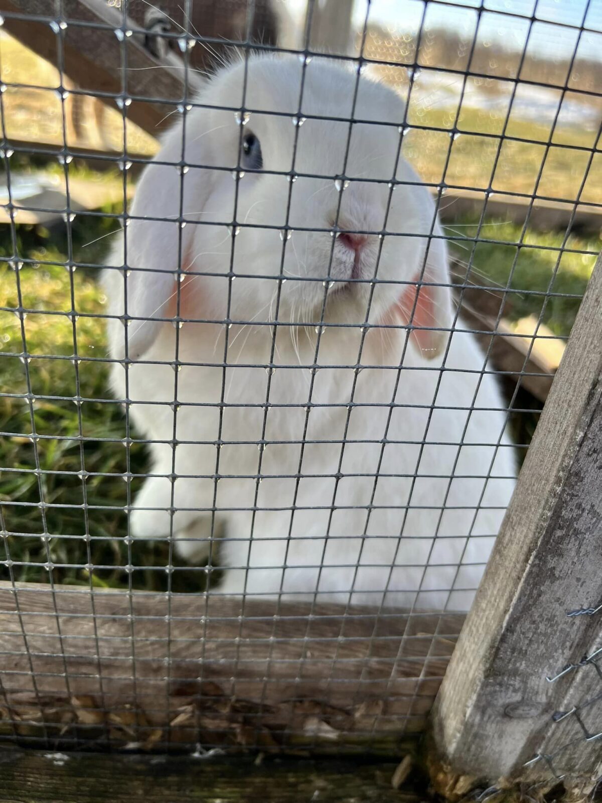 Blueberry Haven- Top Pick-Your-Own Blueberry Farm Northeast WI